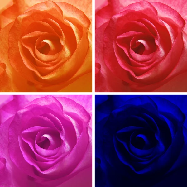 Rosa de cor e rosas cores Stock Photos, Royalty Free Rosa de cor e ...