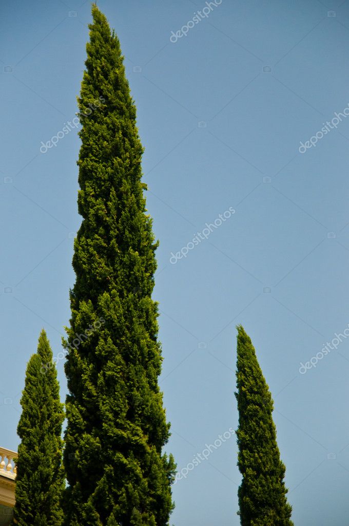 Three Trees — Stock Photo © ksmith0808 #33715497