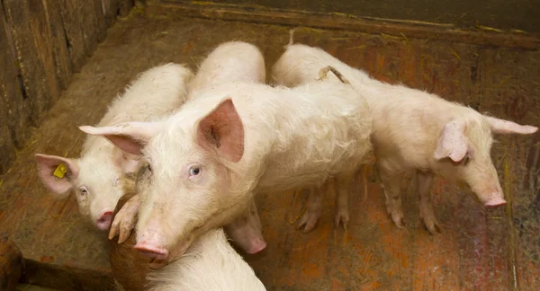 Pig standing up Stock Photo by ©giorgiomtb 22803914