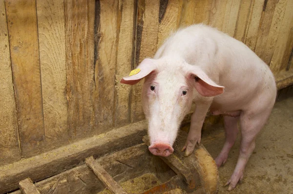 Pig standing up Stock Photo by ©giorgiomtb 22803914
