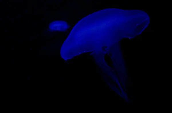 Black silhouette of octopus Stock Photos, Royalty Free Black silhouette ...