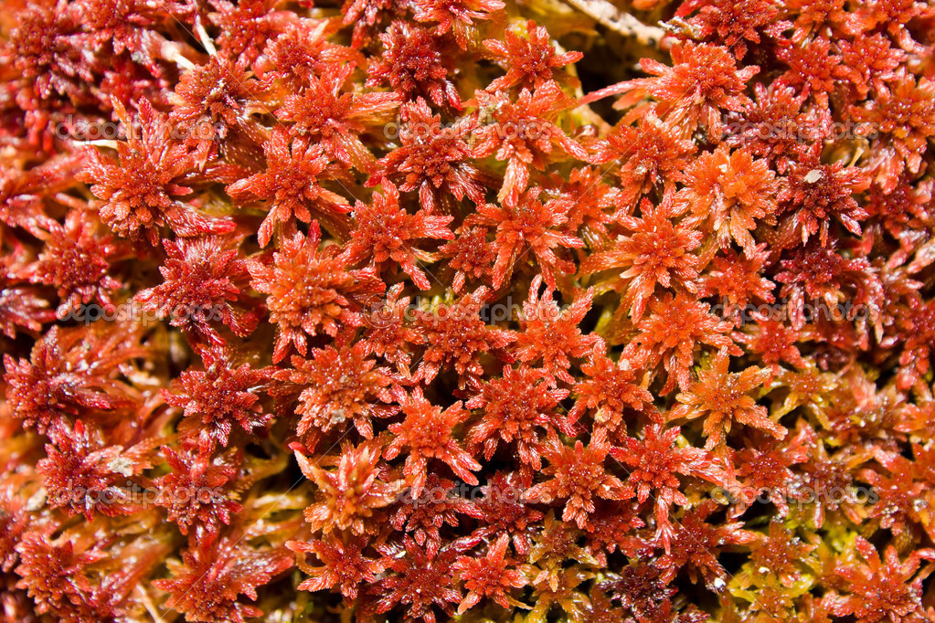 Red moss Stock Photo by ©giorgiomtb 22804604