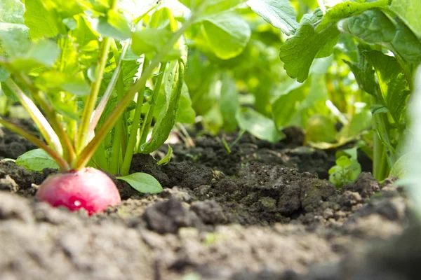 Radish field Stock Photos, Royalty Free Radish field Images | Depositphotos