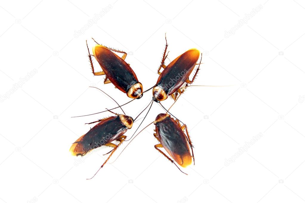 Four Cockroaches isolated. Stock Photo by ©meepoohyaphoto 41409133