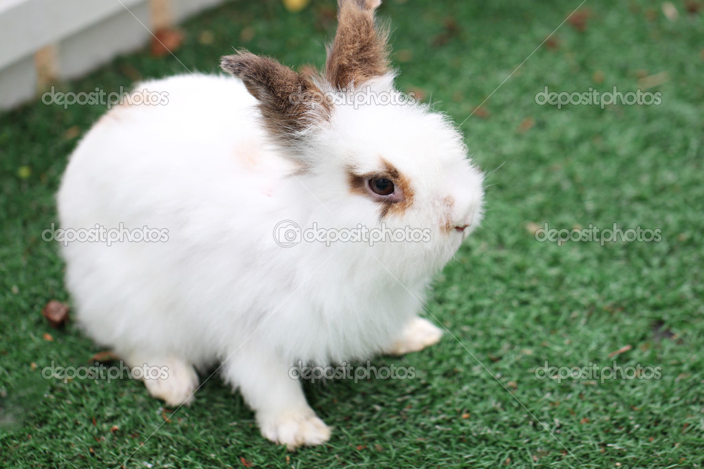 White rabbit's fur fluffy on lawn. — Stock Photo © meepoohyaphoto #47496429