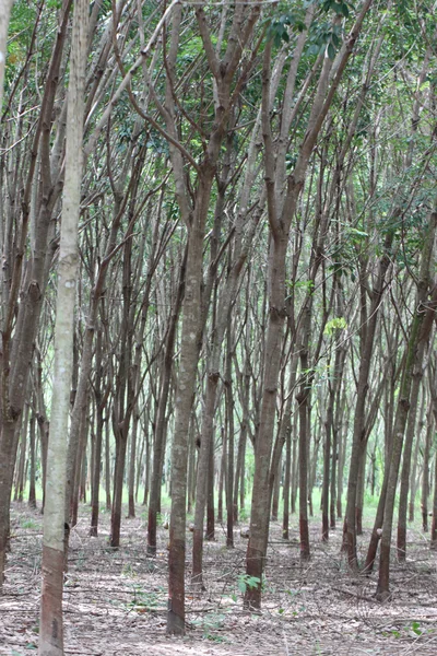Rubber trees Stock Photos, Royalty Free Rubber trees Images | Depositphotos