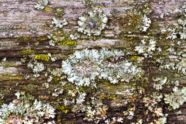 ᐈ Symbiotic relationships stock pictures, Royalty Free symbiotic ...