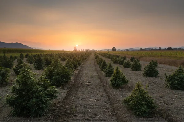 Hemp farm Stock Photos, Royalty Free Hemp farm Images | Depositphotos