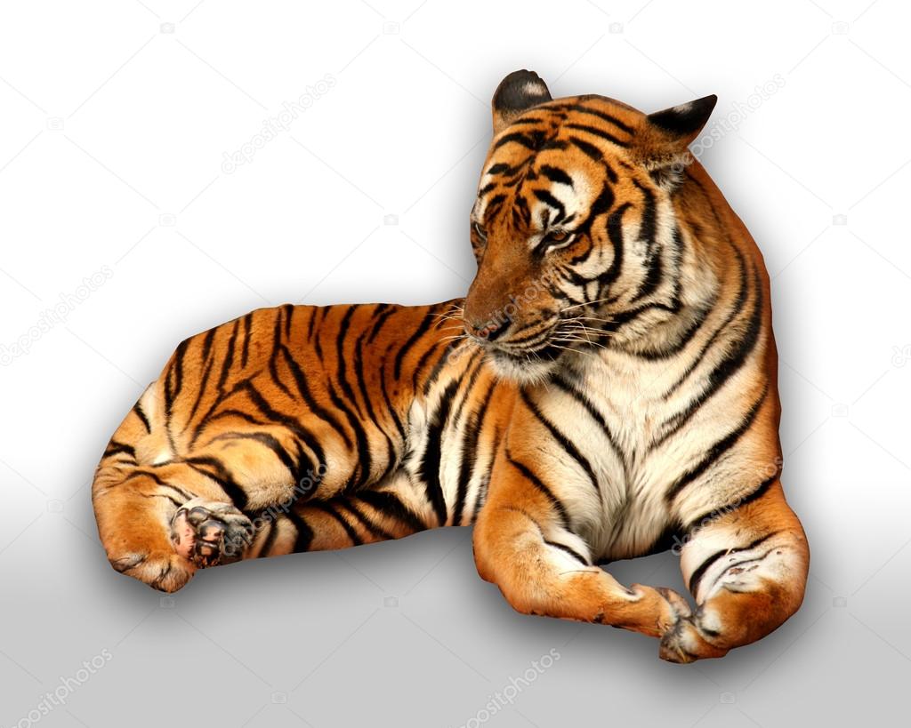 Orange Striped Tiger — Stock Photo © TextureJungle #22854736
