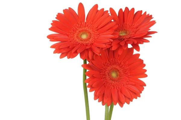 Que significan 3 gerberas Stock Photos, Royalty Free Que significan 3 ...
