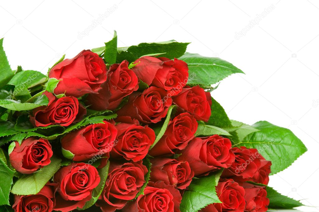 Rosas rojas aisladas sobre fondo blanco — Foto de stock #25009217 ...