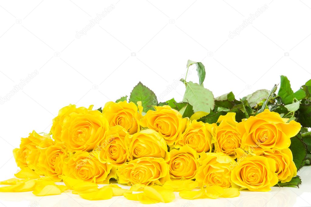 Yellow rose isolated on white background Stock Photo by ©Vitaly.R 25010621