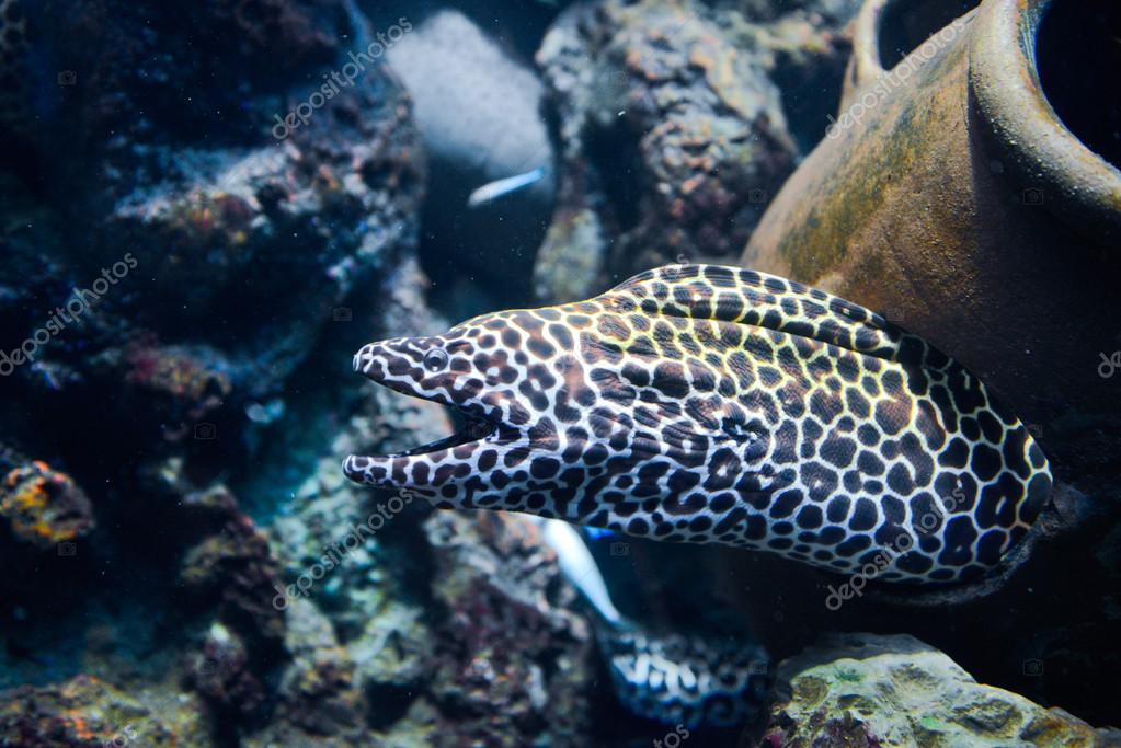 Laced moray (Gymnothorax favagineus) in the coral reef Stock Photo by ...