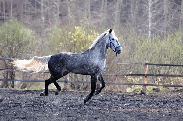 Blue Roan Horse Running