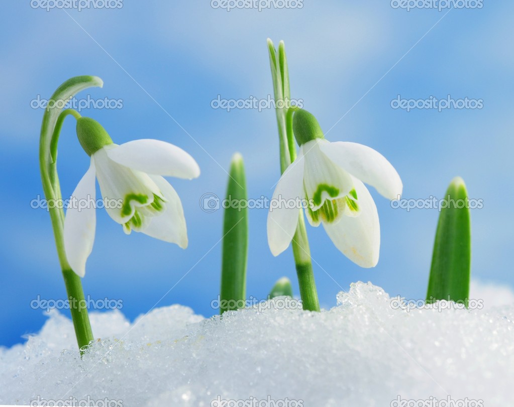 Snowdrops — Stock Photo © deposit.dk #22841064