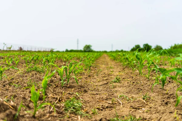 Corn field plants Stock Photos, Royalty Free Corn field plants Images | Depositphotos