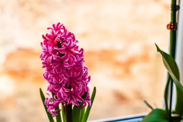 Beautiful hyacinth on windowsill Stock Photos, Royalty Free Beautiful ...
