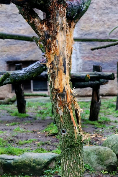 Damaged tree Stock Photos, Royalty Free Damaged tree Images | Depositphotos