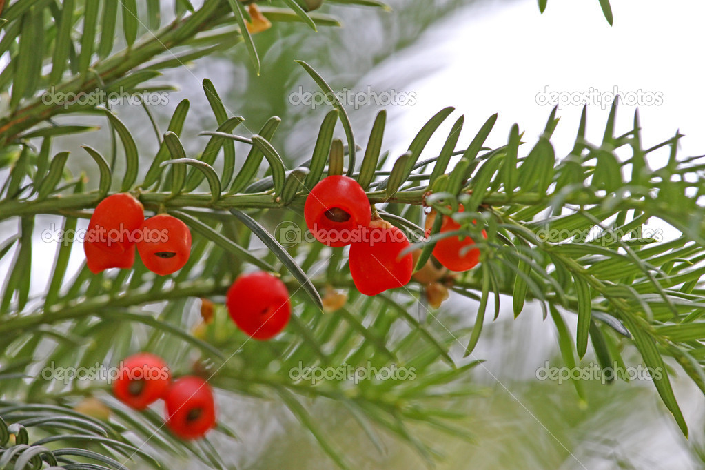 strom-Tis červený — Stock Fotografie © muuraa #45432549