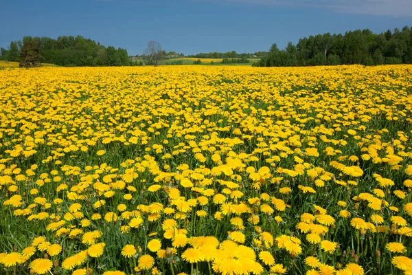 Dandelion field — Stock Photo © Dreef #22978676