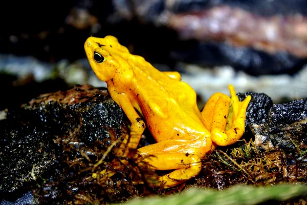 Rana de oro fotos de stock, imágenes de Rana de oro sin royalties ...