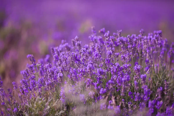 Purple lavander flowers — Stock Photo © Armina-Udovenko #35420595