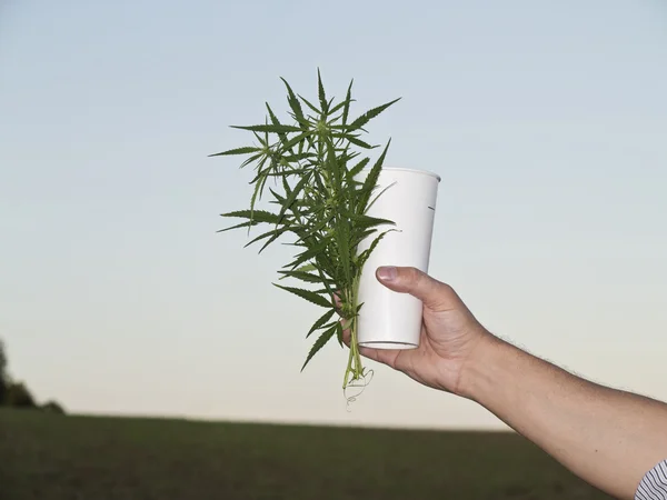 Chanvre indien images libres de droit, photos de Chanvre indien ...