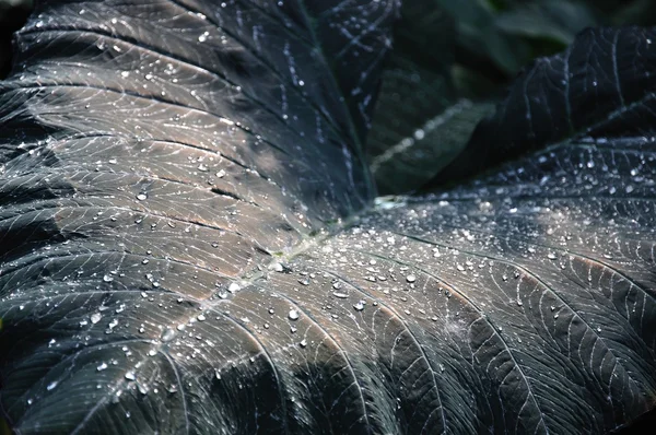 Botany Stock Photos, Royalty Free Botany Images | Depositphotos