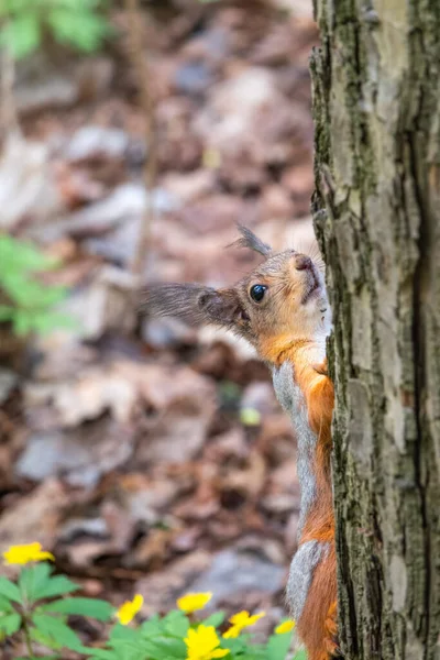 Tired squirrel Stock Photos, Royalty Free Tired squirrel Images ...