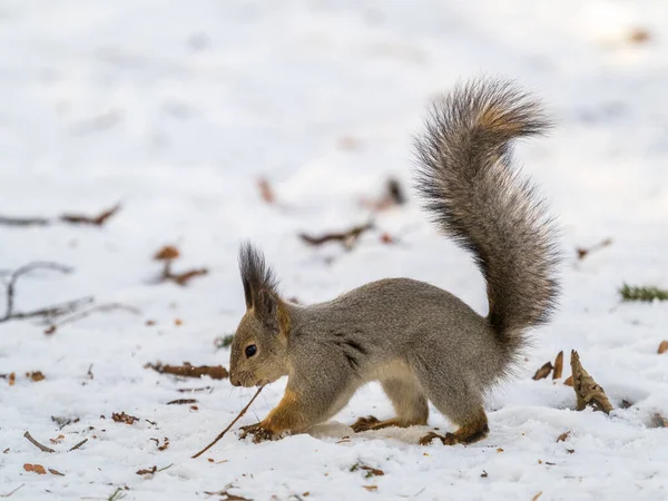Fotos de Winter squirrels, Imagens de Winter squirrels sem royalties | Depositphotos