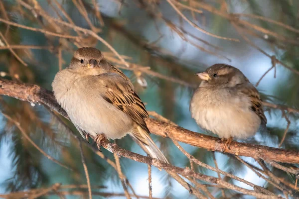 House Sparrow Female Winter