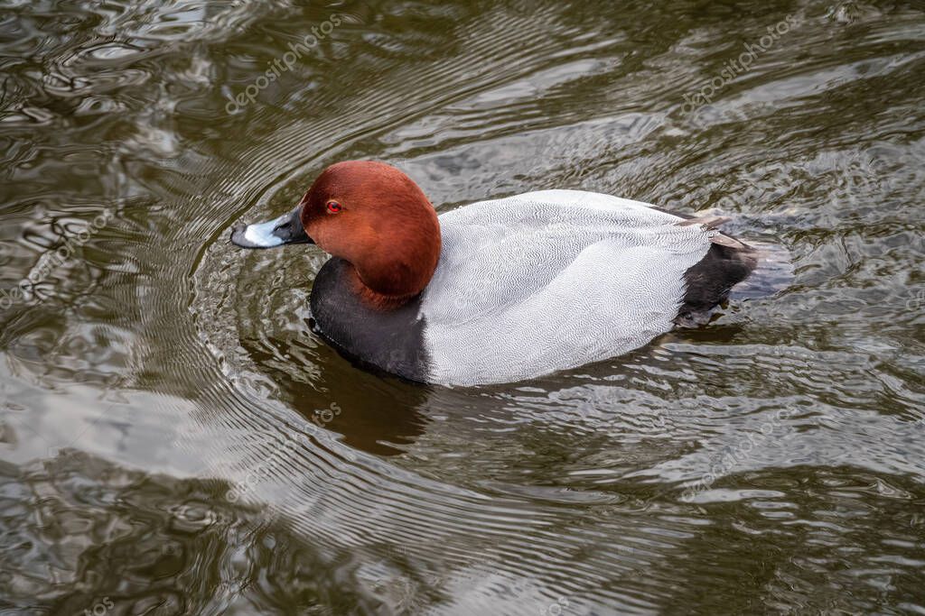 Hermoso pato con cabeza naranja, macho común, Aythya ferina, nadando en ...