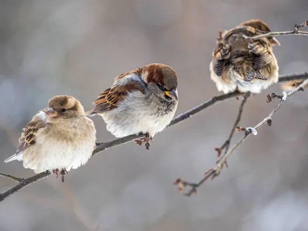 American sparrows Stock Photos, Royalty Free American sparrows Images ...