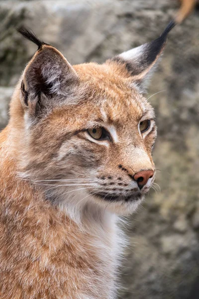 Lynx Ears