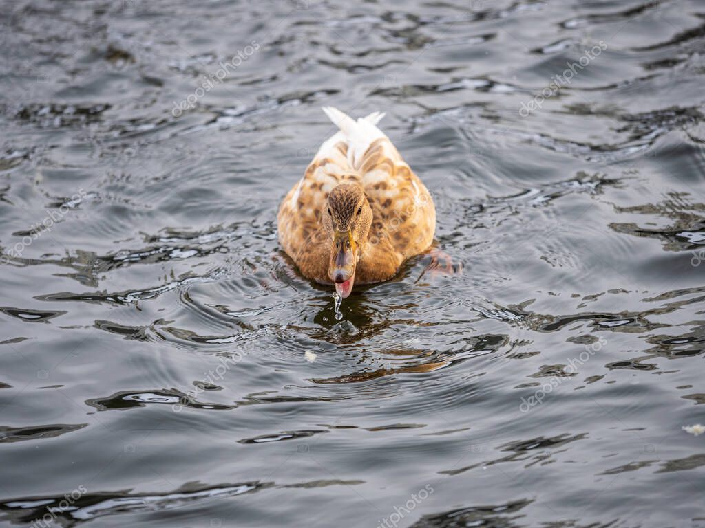 Pato hembra Mallard de color amarillo nada en el estanque. Polimorfismo ...