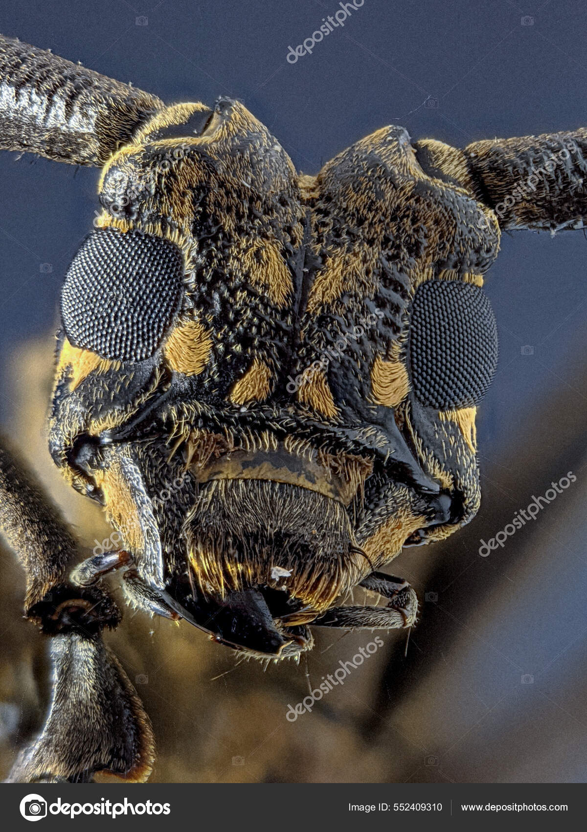 Long Horned Beetle Belonging Cerambycidae Family Beetle Larvae Usually ...