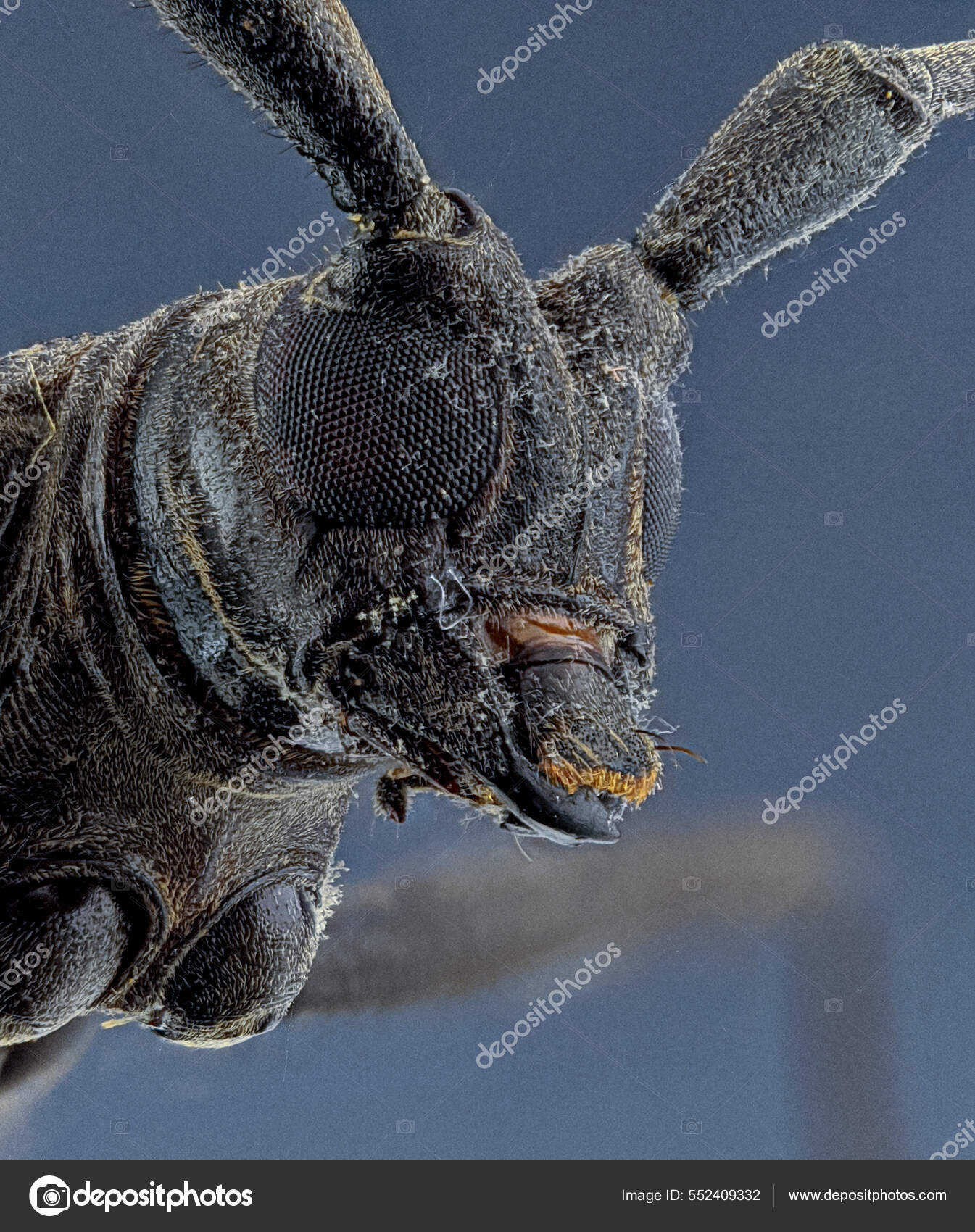Cerambycidae Face
