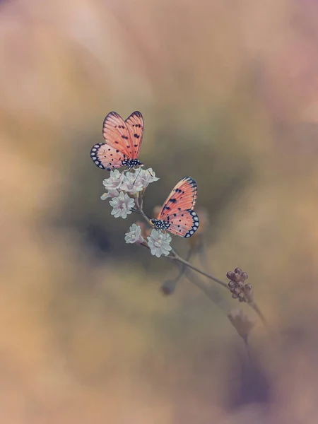 Butterfly Photography Tumblr Pink
