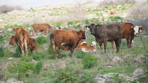 Israel cattle Stock Photos, Royalty Free Israel cattle Images ...