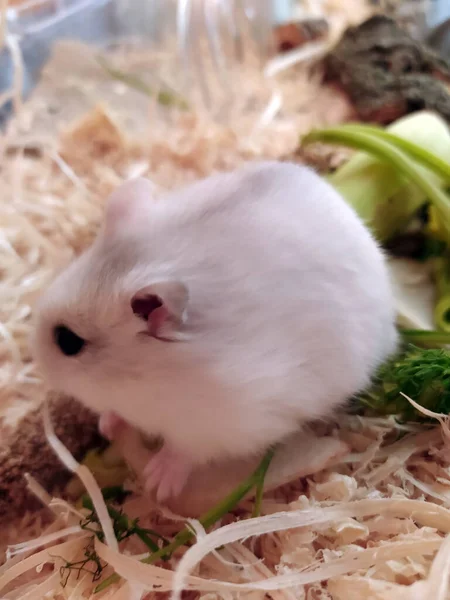 a small white rodent tiny hamster looking for food on a blanket - Stock ...