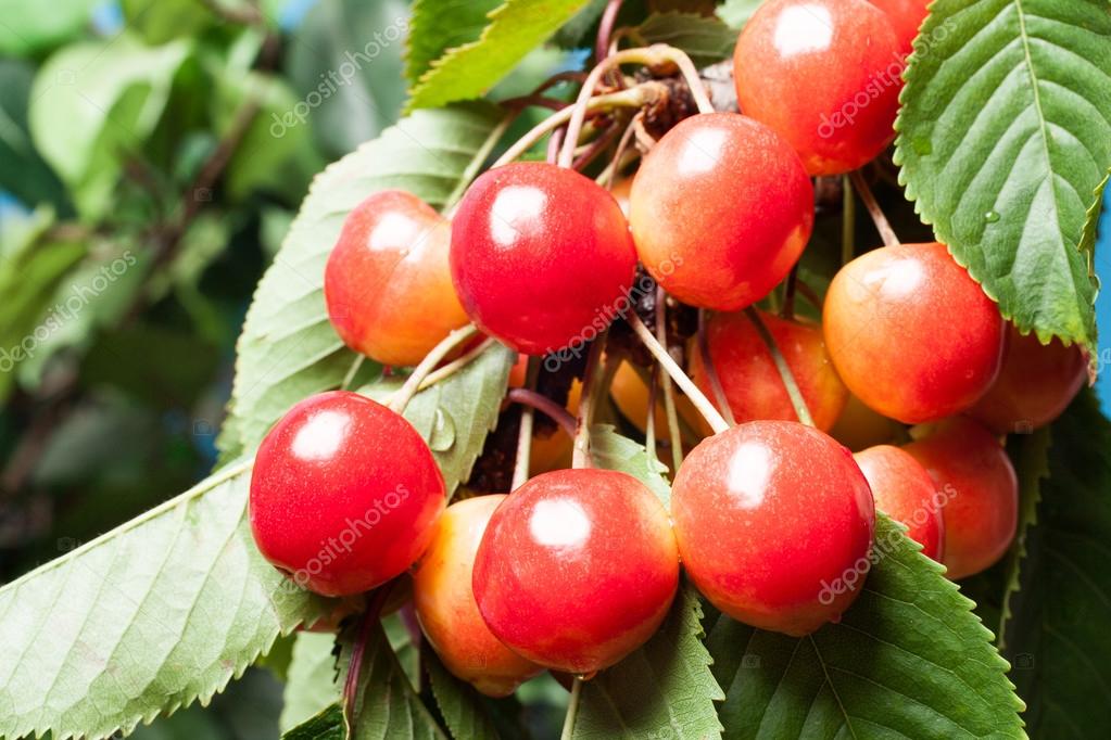 Ripening cherries on tree. Selective focus Stock Photo by ©fotek 27711581