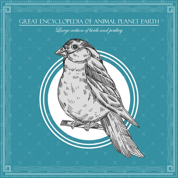 Great Encyclopedia Animal Planet Earth Vintage Bird Illustration Stock ...