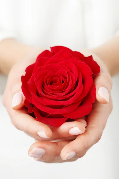Hand holding rose Stock Photos, Royalty Free Hand holding rose Images ...