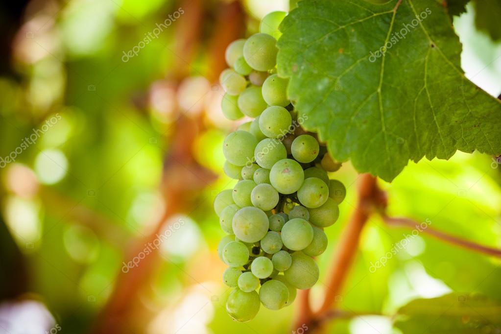 Grapevine Stock Photo by ©filedimage 47080653