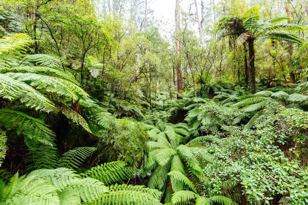 Foresta pluviale primaria Stock Photos, Royalty Free Foresta pluviale ...