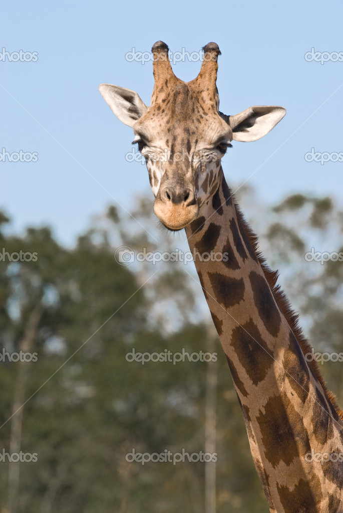 Head and neck of a giraffe facing forward — Stock Photo © CJMGrafx ...