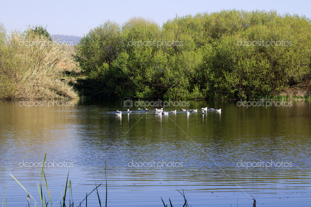 Lago con patos: fotografía de stock © tetxu #47415175 | Depositphotos