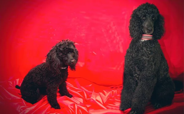 Poodle bar Stock Photos, Royalty Free Poodle bar Images | Depositphotos