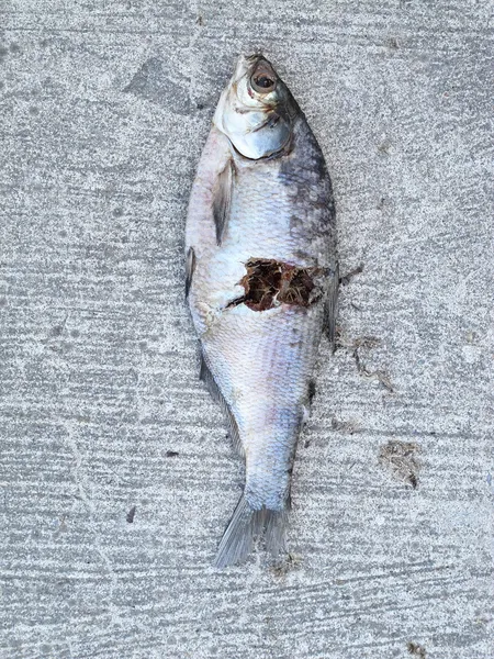 Fish fry death Stock Photos, Royalty Free Fish fry death Images ...