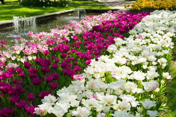 Beautiful flower border Stock Photos, Royalty Free Beautiful flower ...